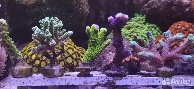 Живые морские кораллы, SPS