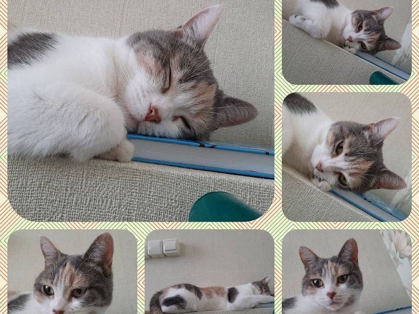 Кошки в добрые руки бесплатно