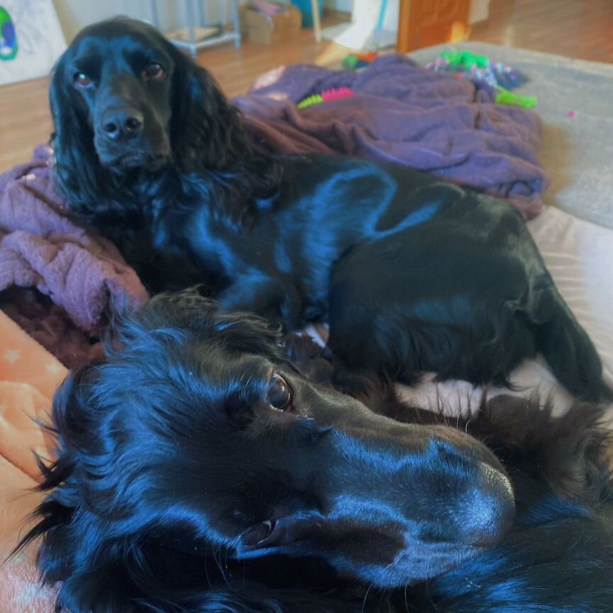 Щенки русского охотничего спаниеля