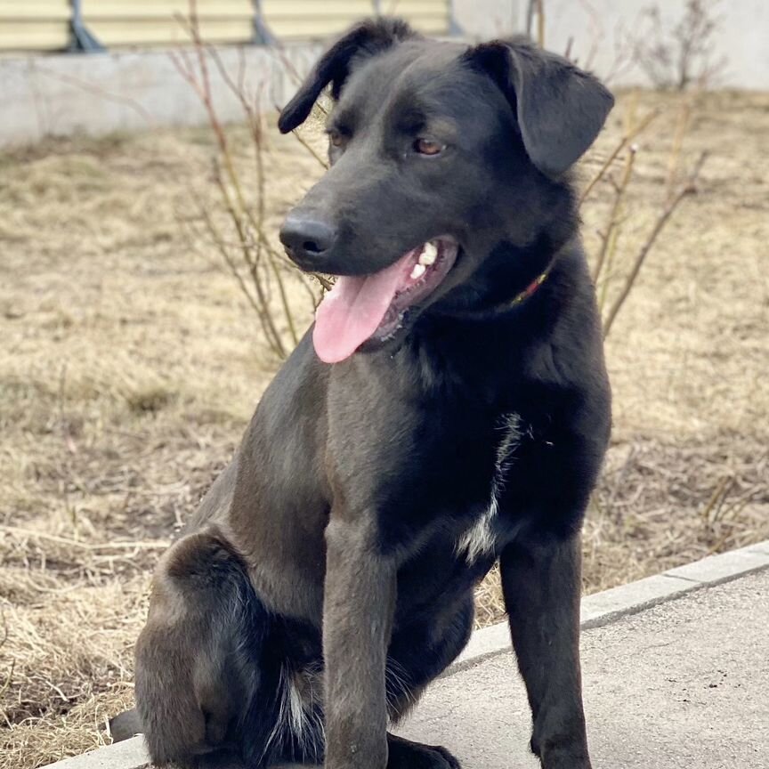 Взрослая собака в добрые руки