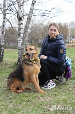 Спокойной взрослый пёс