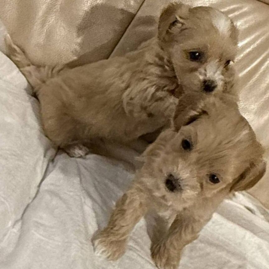 Мальтипу, щенок