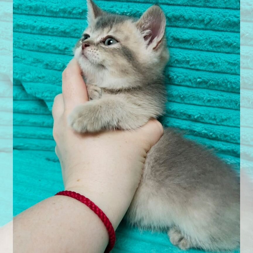 Шотландские серебристые шиншиллы