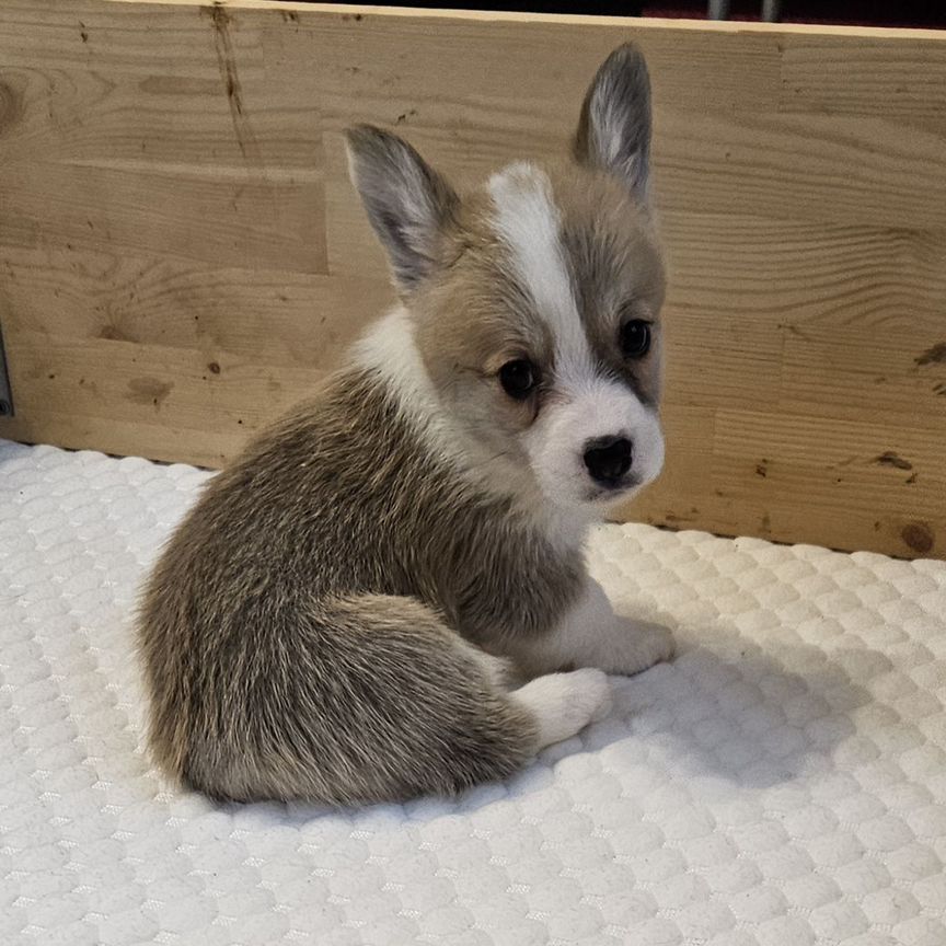 Вельш-корги пемброк