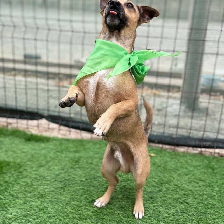 Взрослый пёс в добрые руки