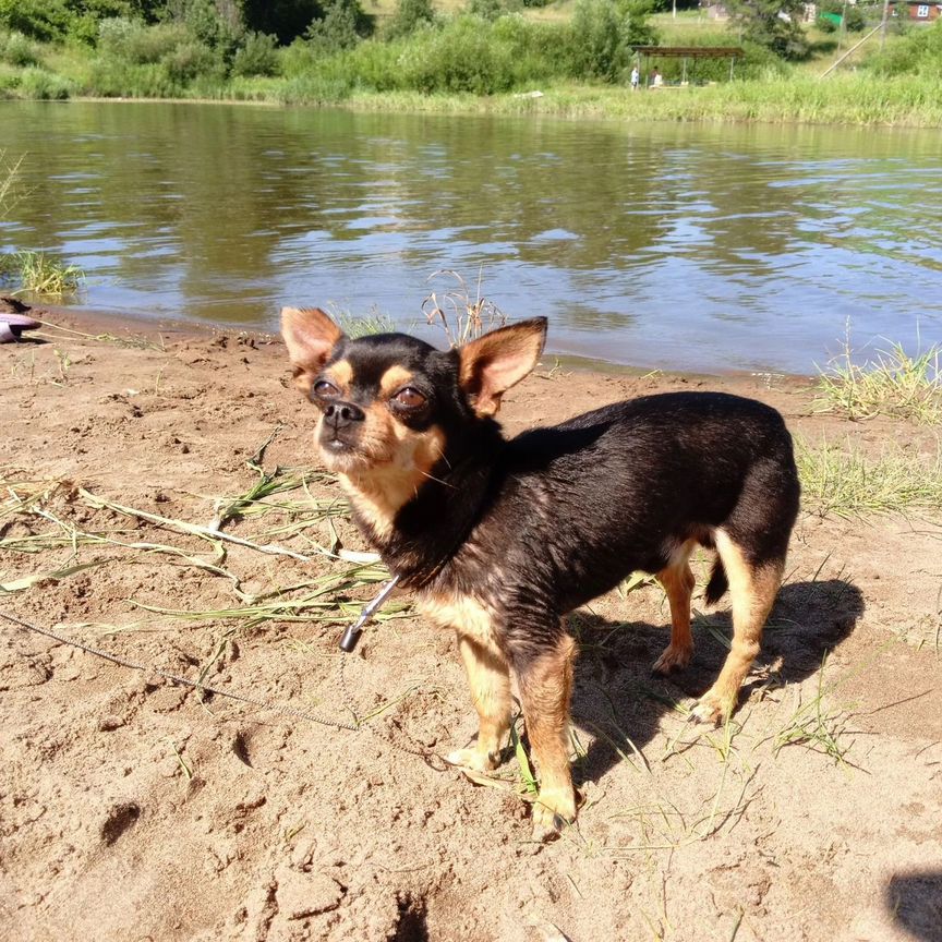 Кабель вязка той-терьер