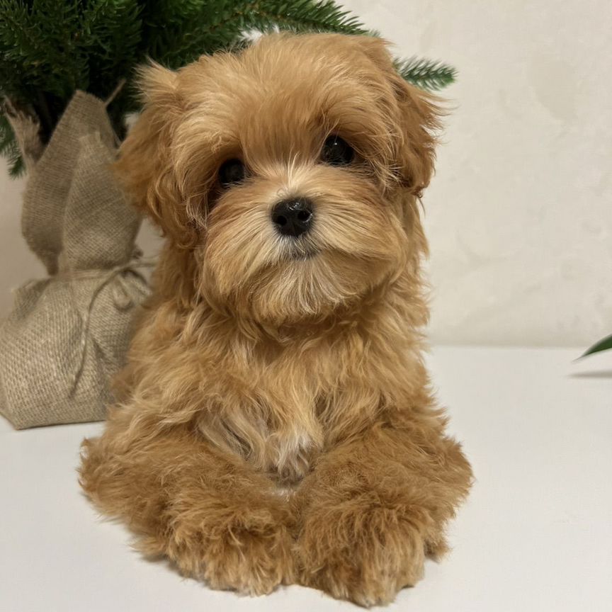 Девочка мальтипу F 1