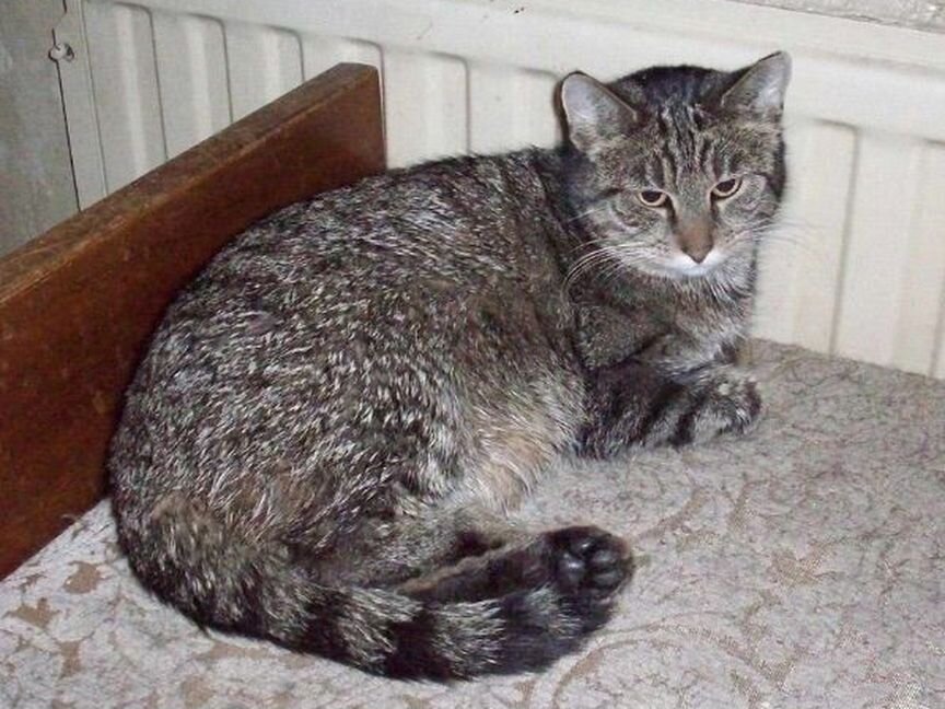 Кошечка в добрые руки