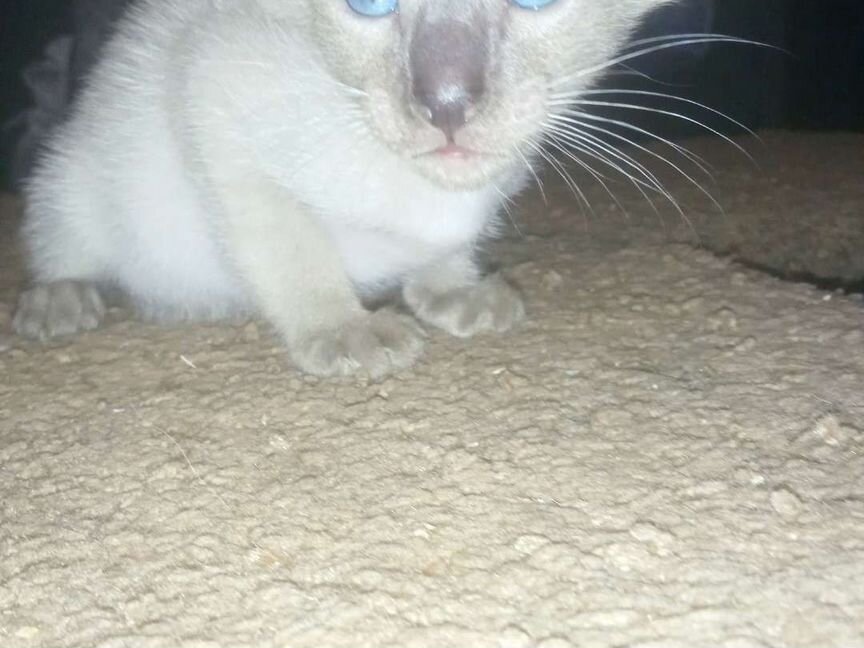 Ориентальные котята с документами