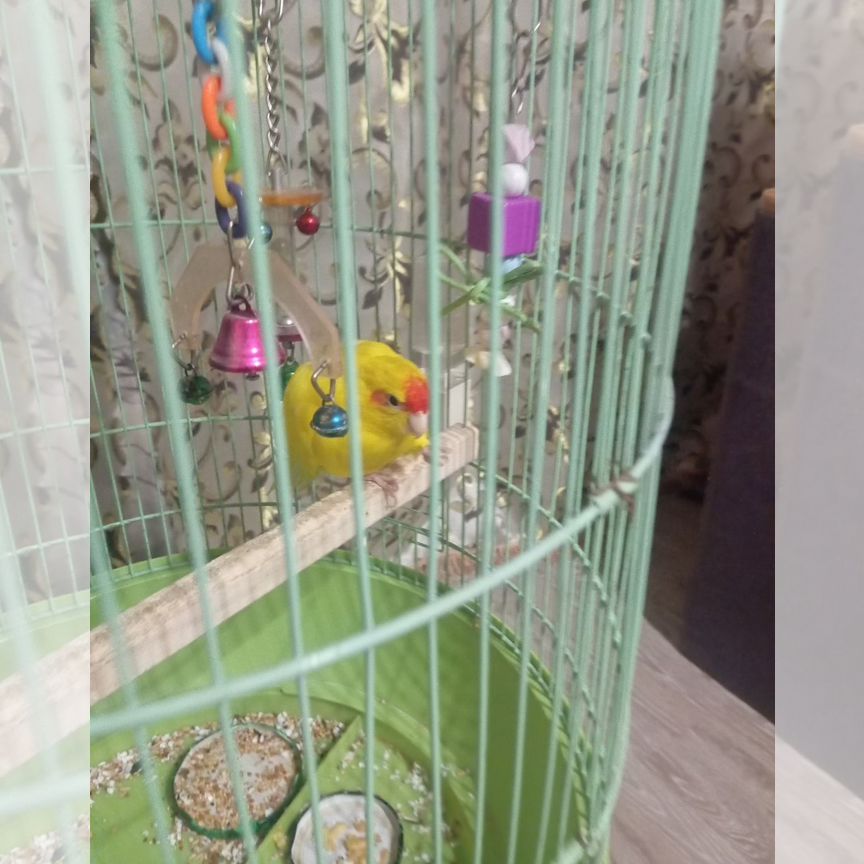 Попугай какарик с клеткой