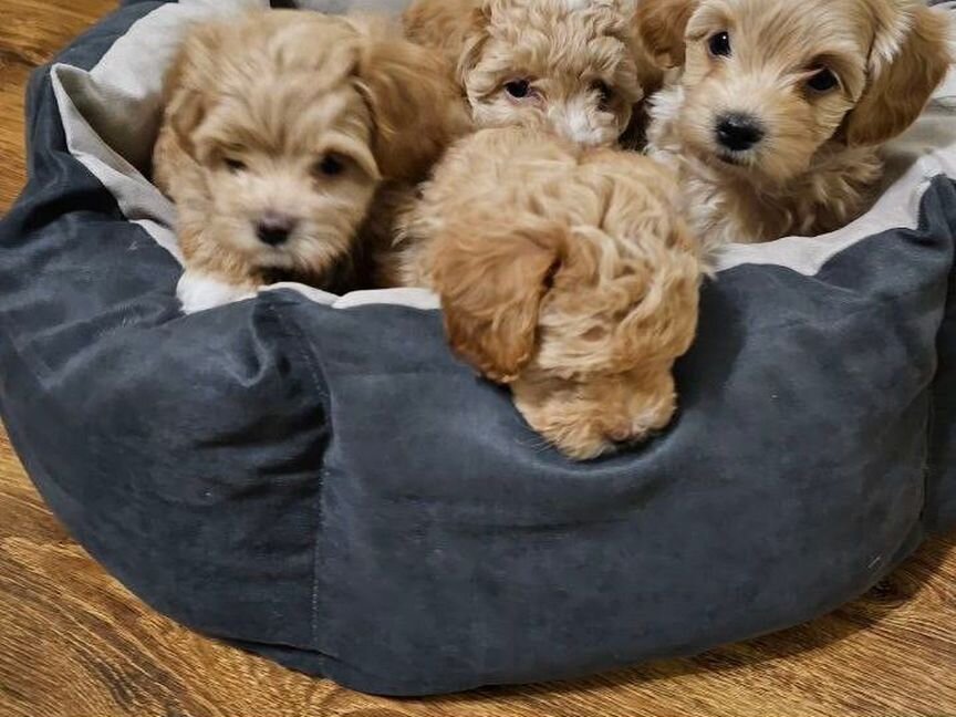 Красивые детки мальтипу f1