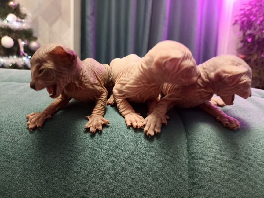 Котёнок Сфинкс