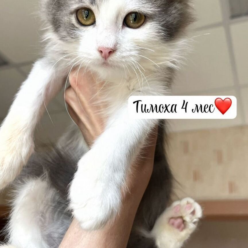 Котенок Тимошка