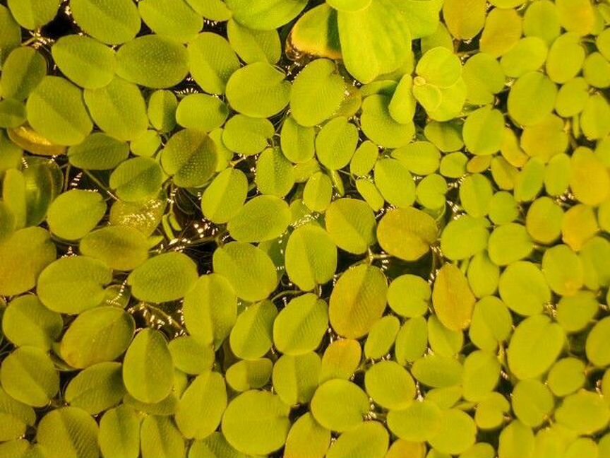 Сальвиния аквариумное растение, папоротник