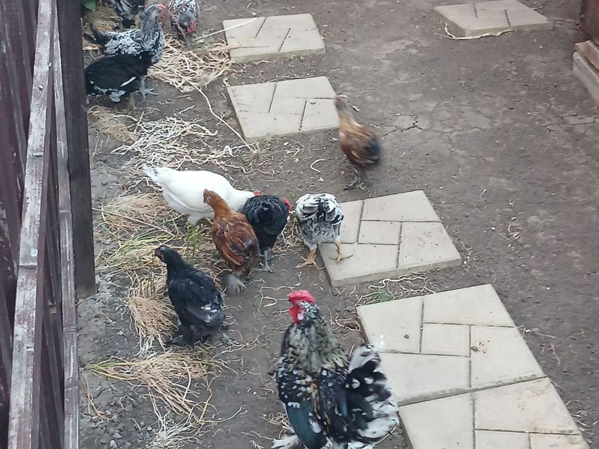 Куры декоративные