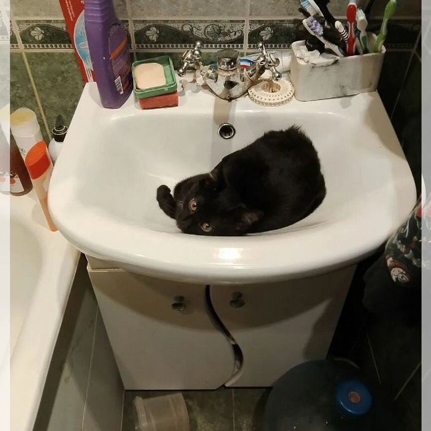 Котёнок в добрые руки