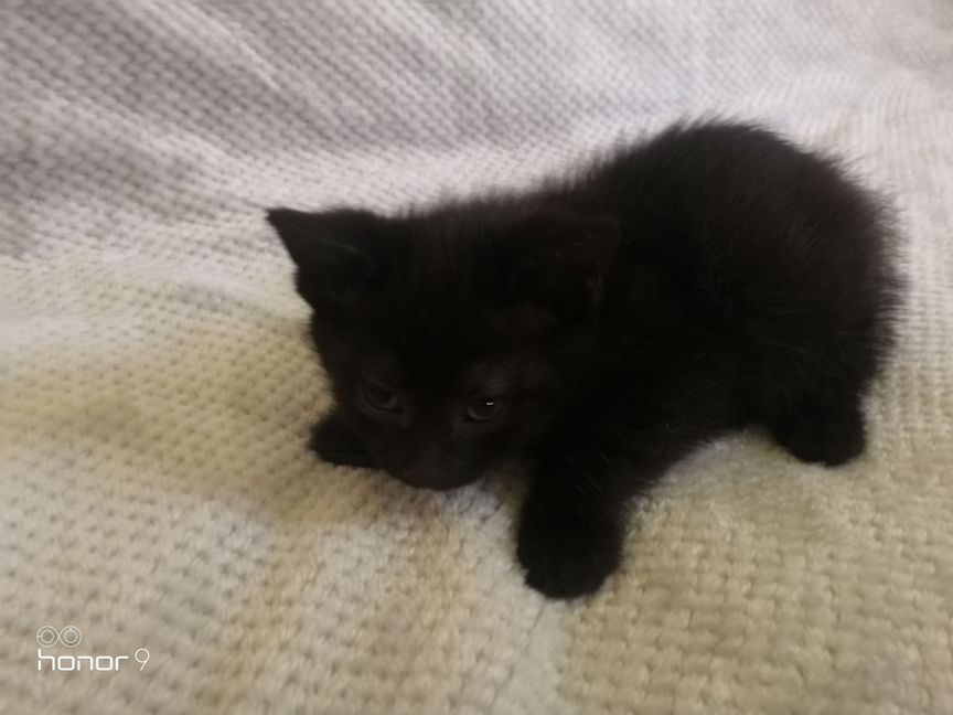Кошка