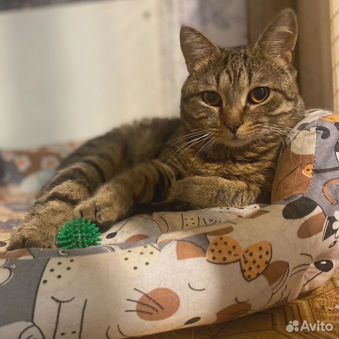 Кот Бруно в добрые руки