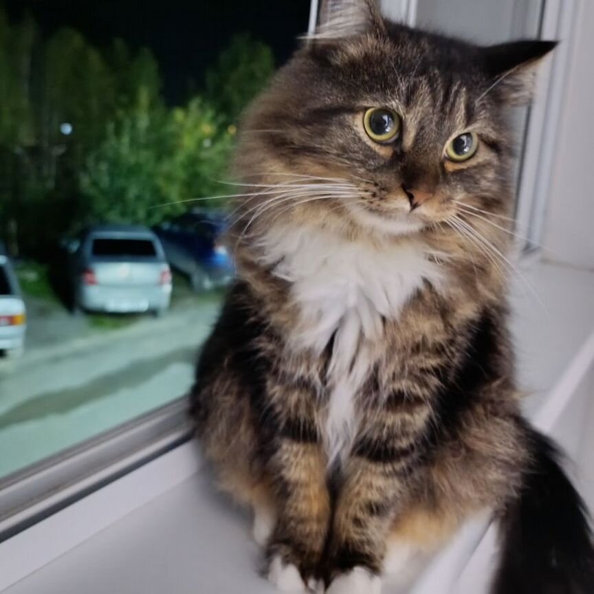 Взрослый кот в добрые руки