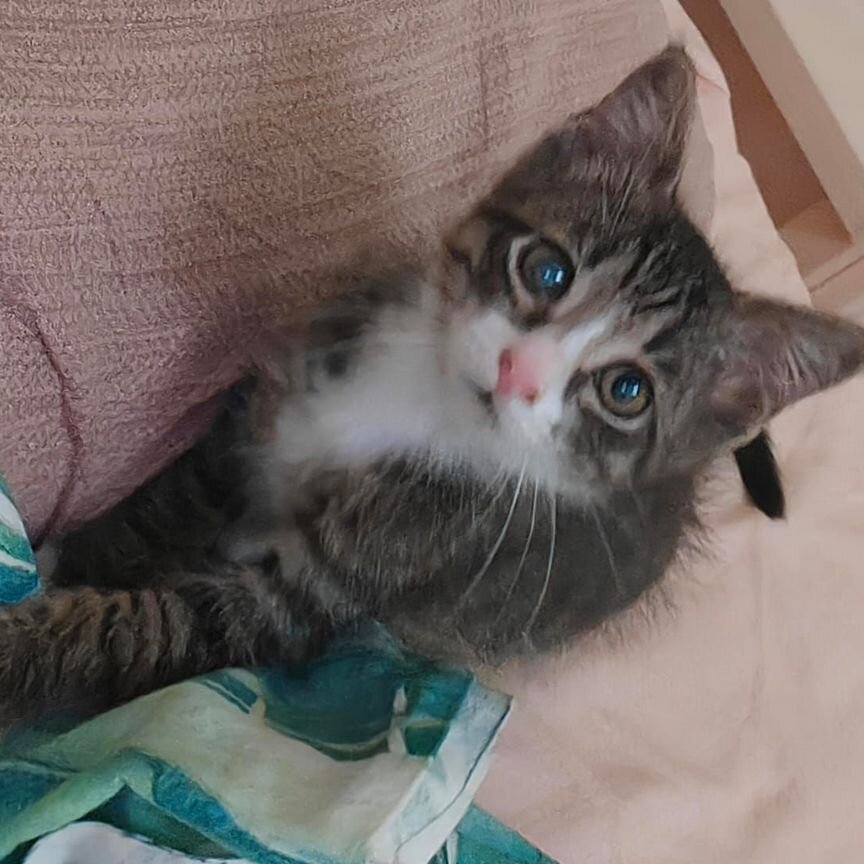 Котенок мальчик