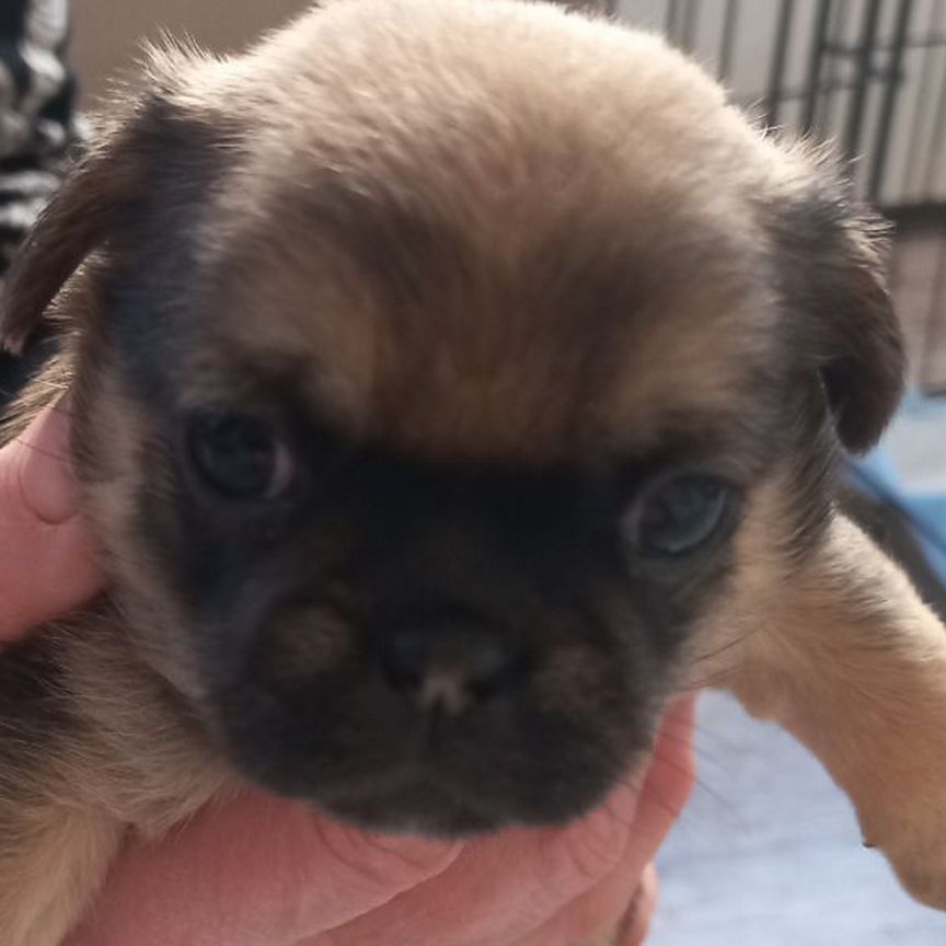 Пекинес, щенок