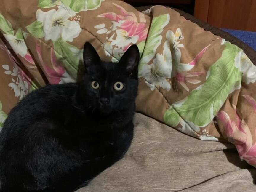 Пасхальный котенок