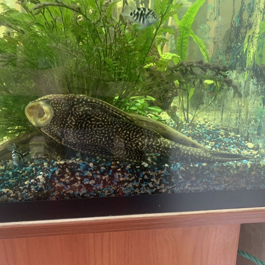 Сомик птерегоплигхт