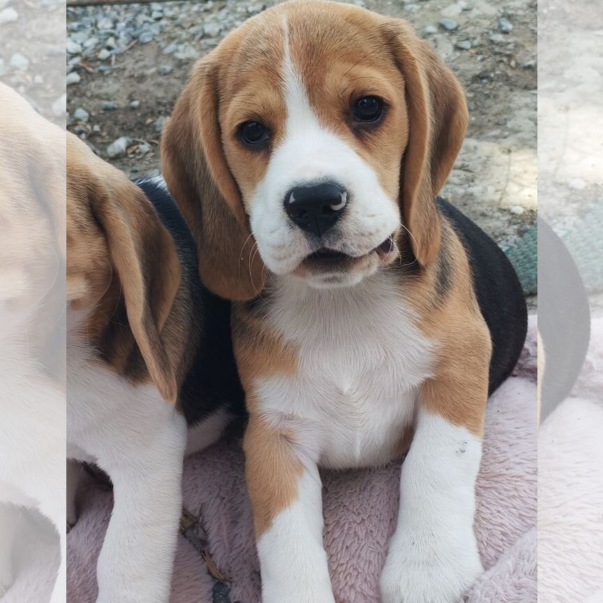 Бигль, щенок