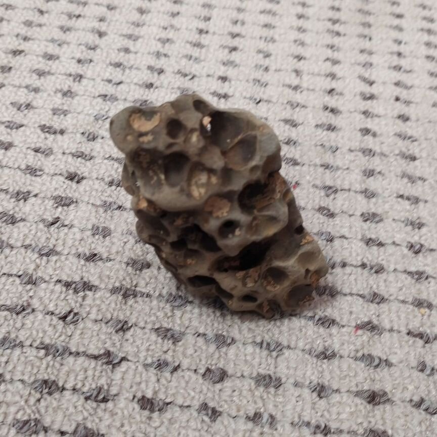 Морские кораллы