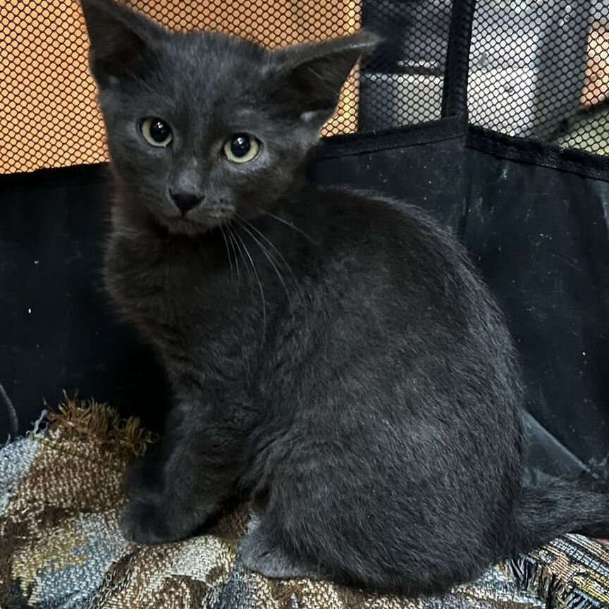 Дымчатый мальчик 3 месяца