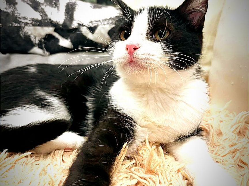 Молодая кошка