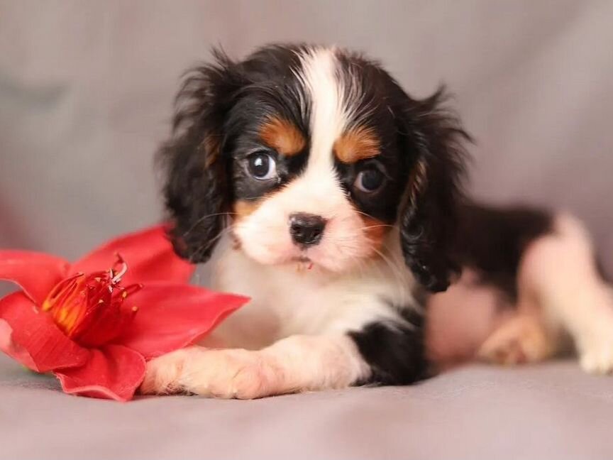 Кавалер Кинг чарльз спаниель с документами