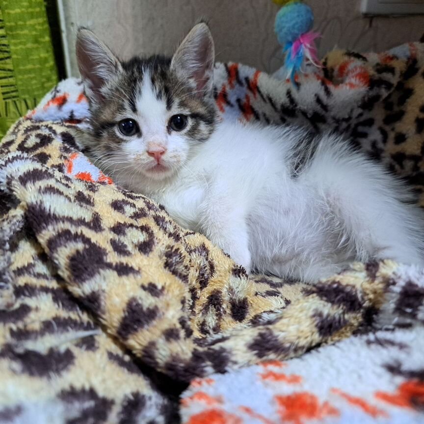 Котёнок в добрые руки