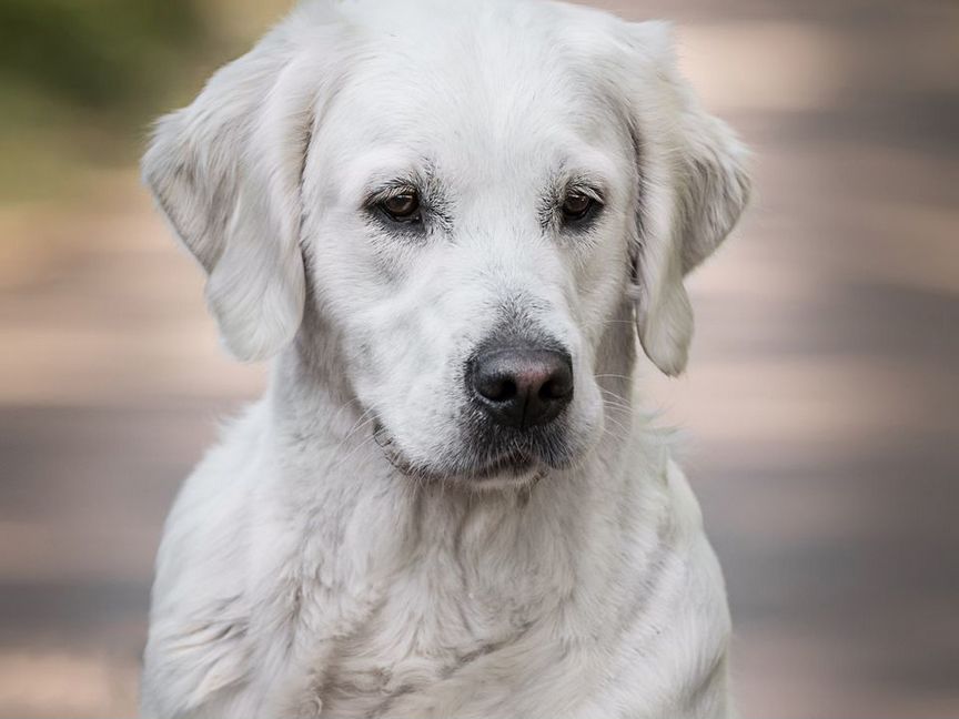 Щенки Золотистого ретривера