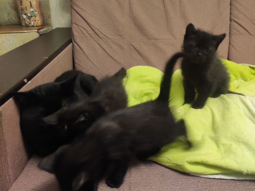 Кошки в добрые руки бесплатно