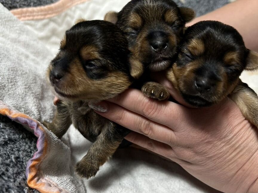 Йоркширский терьер щенки