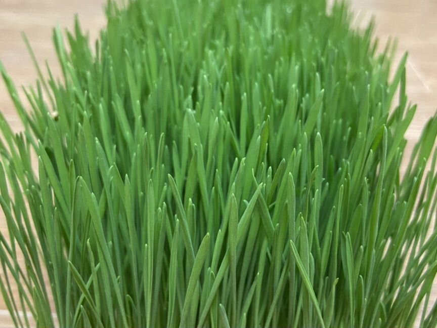 Овес, пшеница