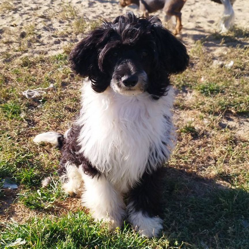 Китайская, хохлатая, мальчик пуховый