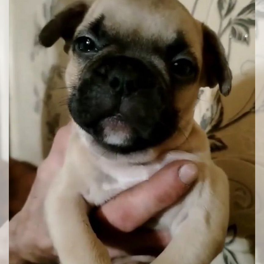 Французский бульдог, щенок