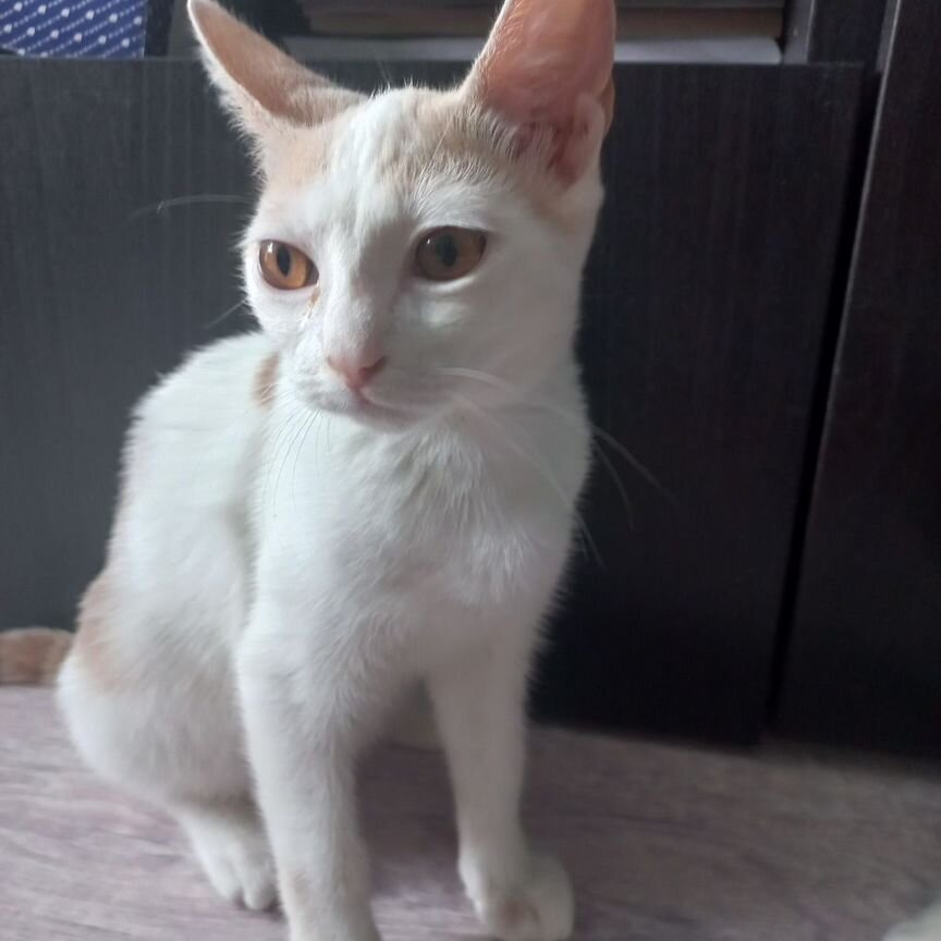 Котята в дар