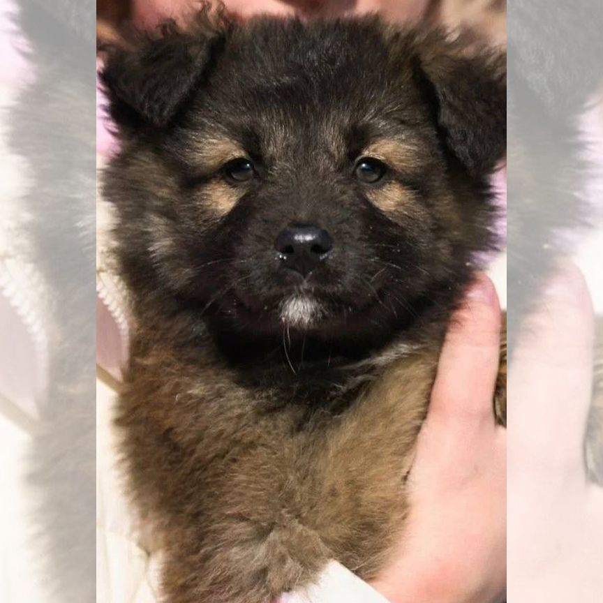 Щенок в добрые руки