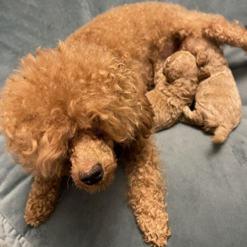 Щенки той пуделя