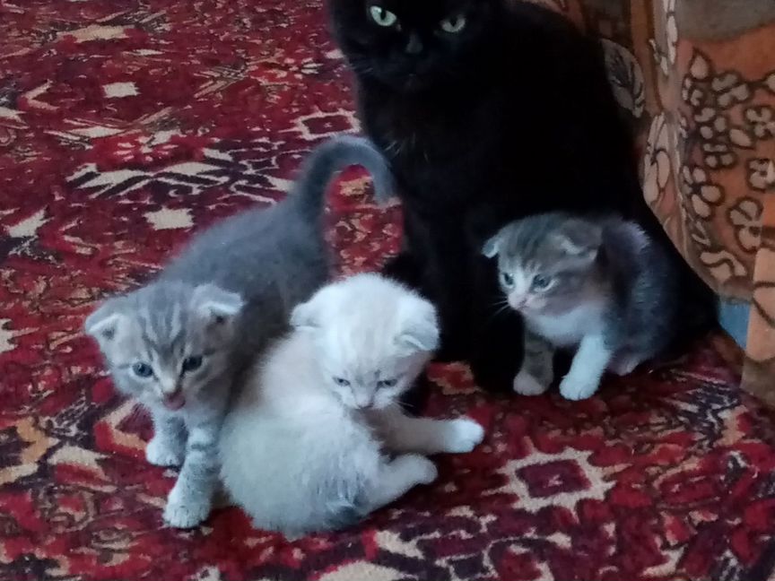 Вислоухие котята в добрые руки