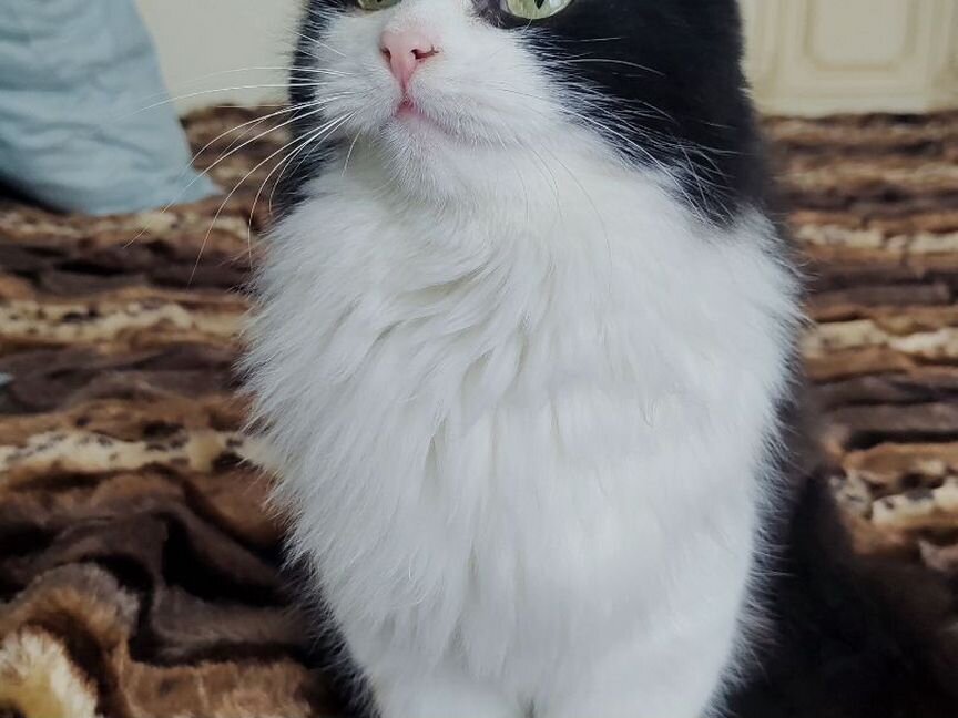 Шанель в добрые руки