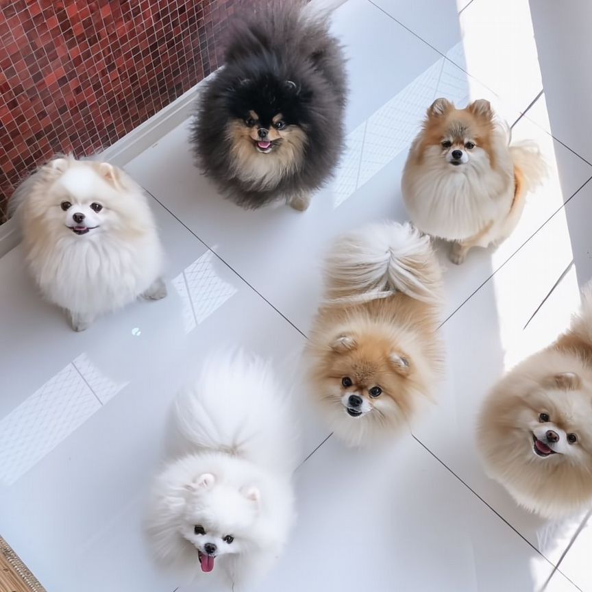 Померанский шпиц, щенок