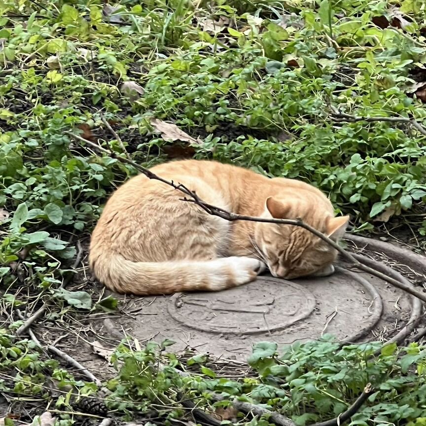 Котики рыжие в добрые руки