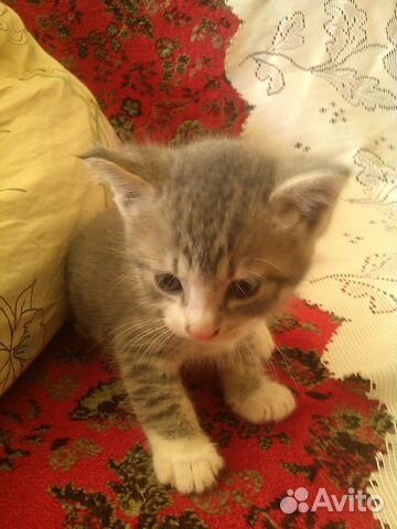 Усатый - полосатый