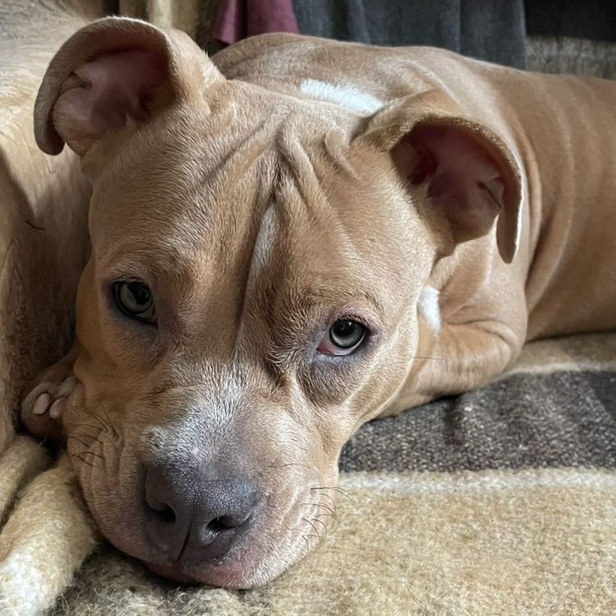 Американский булли, щенок