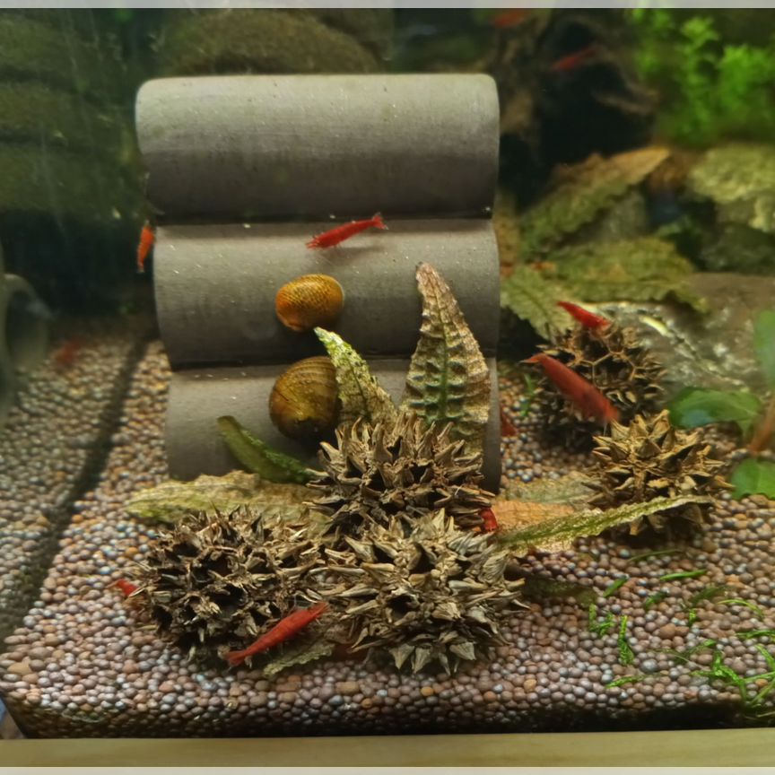 Аквариумные креветки Красный Огонь