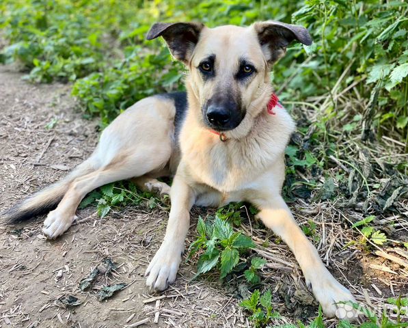 Собака Лиля в добрые руки